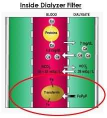 Dialyzer Biocompatibility